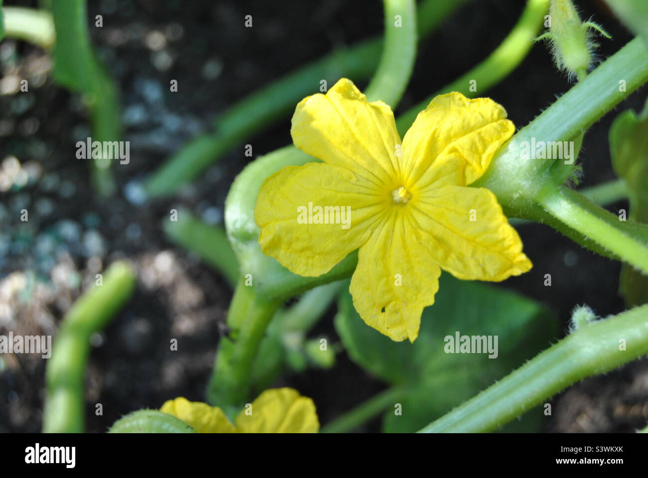 Cucumber flower hi-res stock photography and images - Alamy