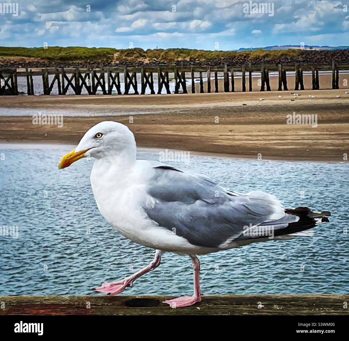 ‘Seagull Parade’ a seagull walks on the harbours edge, undeterred by ...