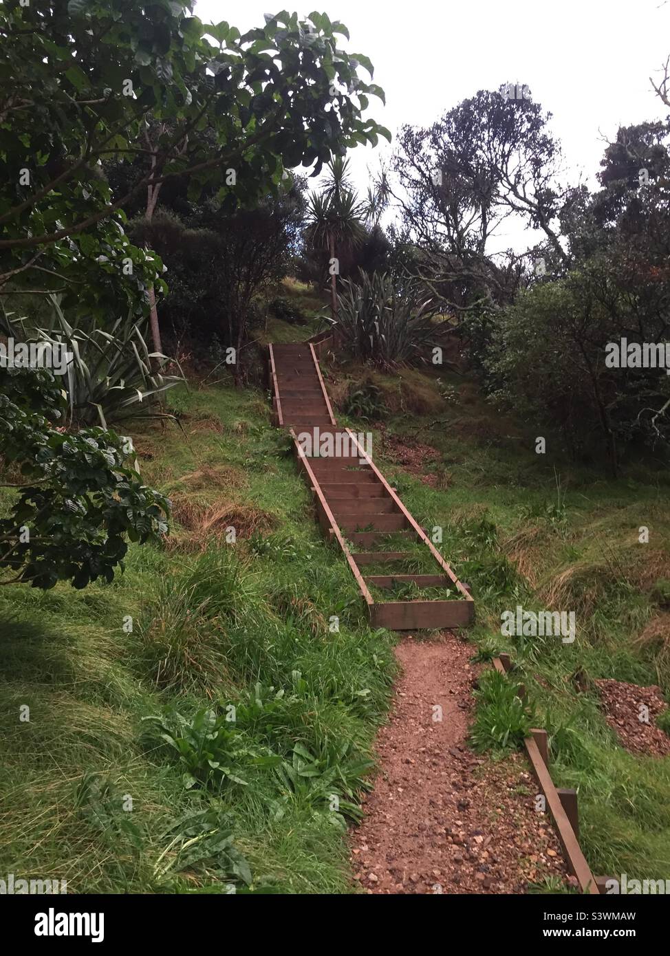 Stairs trees pathway hi-res stock photography and images - Alamy