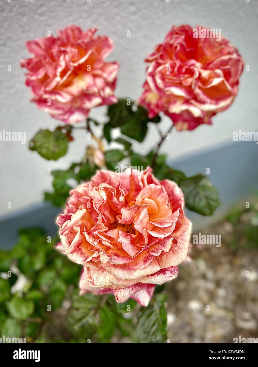 Rose orange mottled hi-res stock photography and images - Alamy
