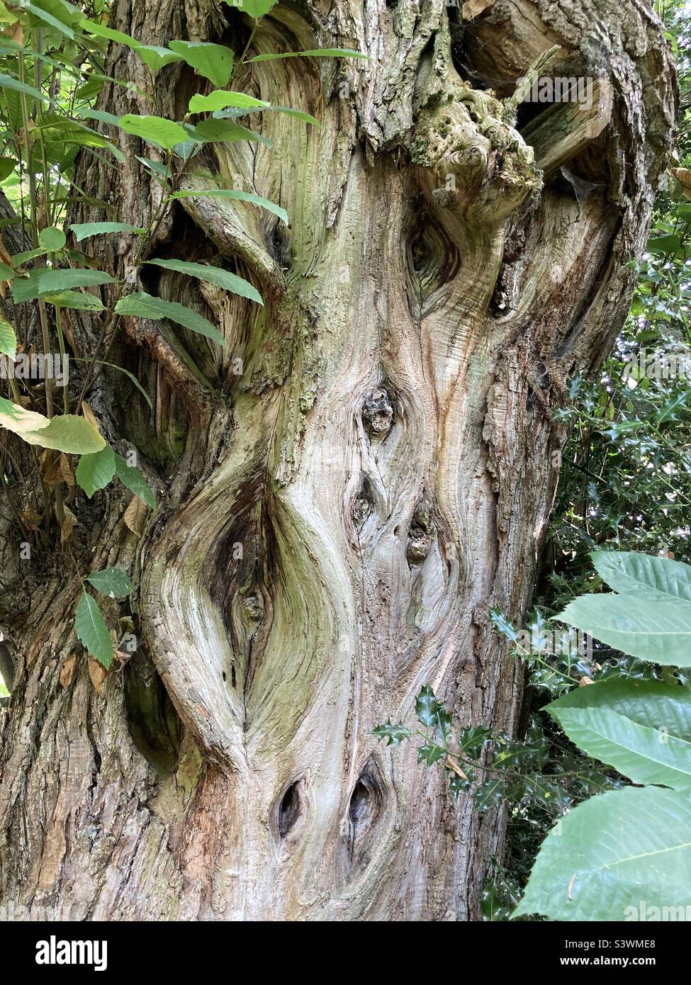 Willow tree bark hi-res stock photography and images - Alamy