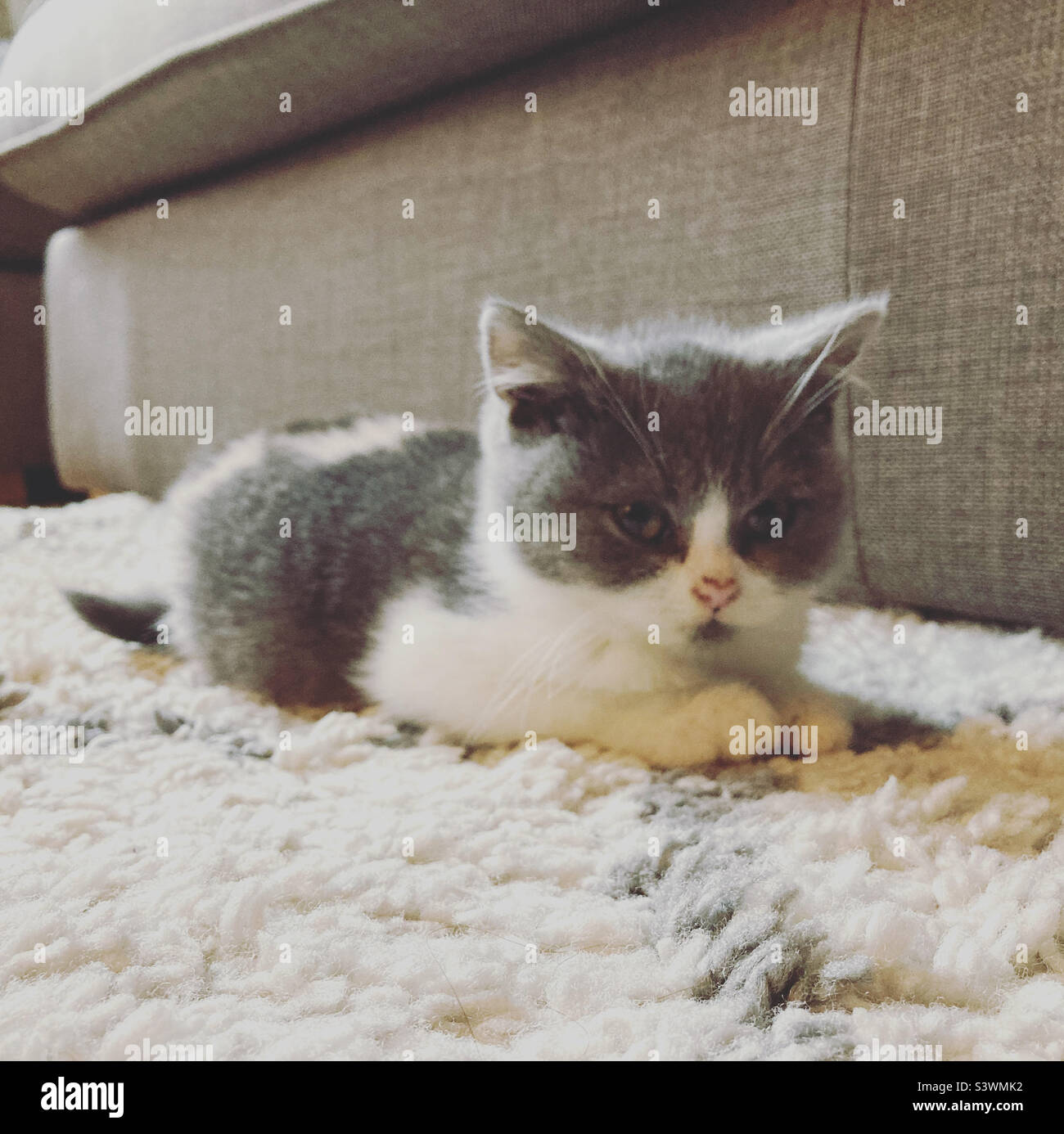 Smallest Cat In The World Tinker Toy