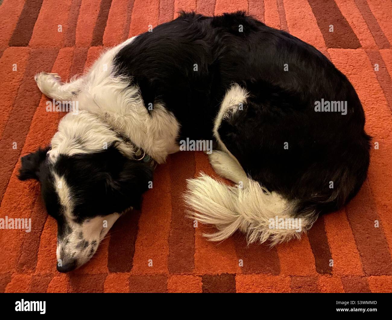 Dog curled up sleeping hi-res stock photography and images - Alamy