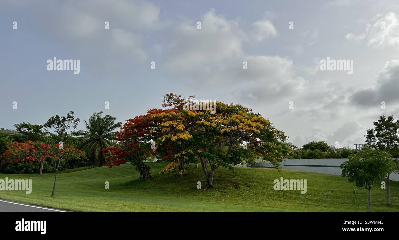 Flame tree puerto rico hi-res stock photography and images - Alamy