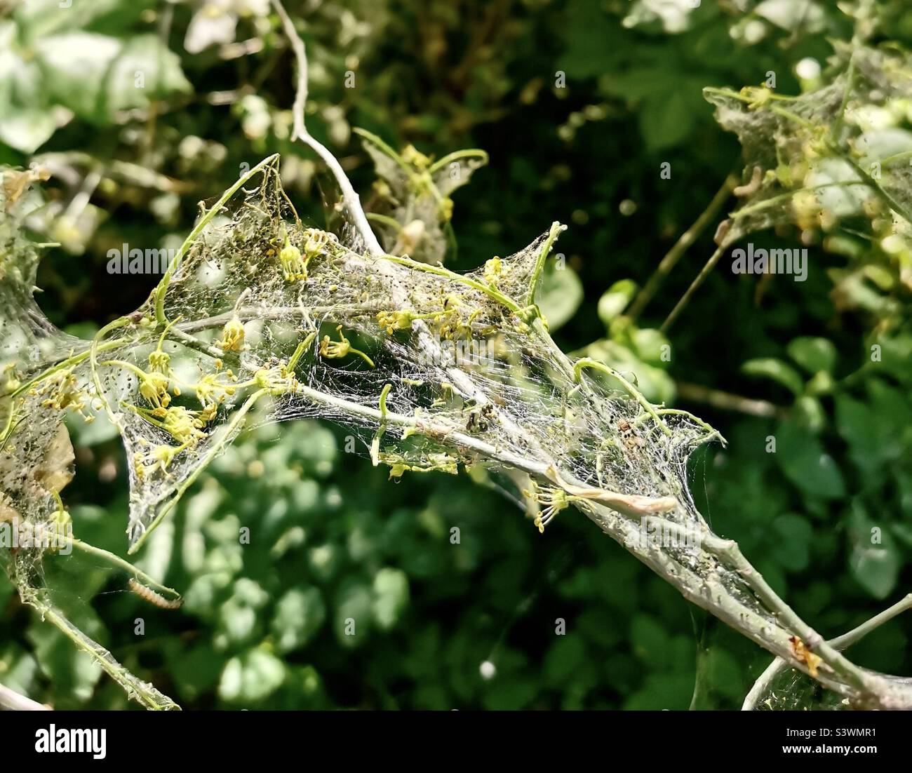 Spider mite hi-res stock photography and images - Alamy