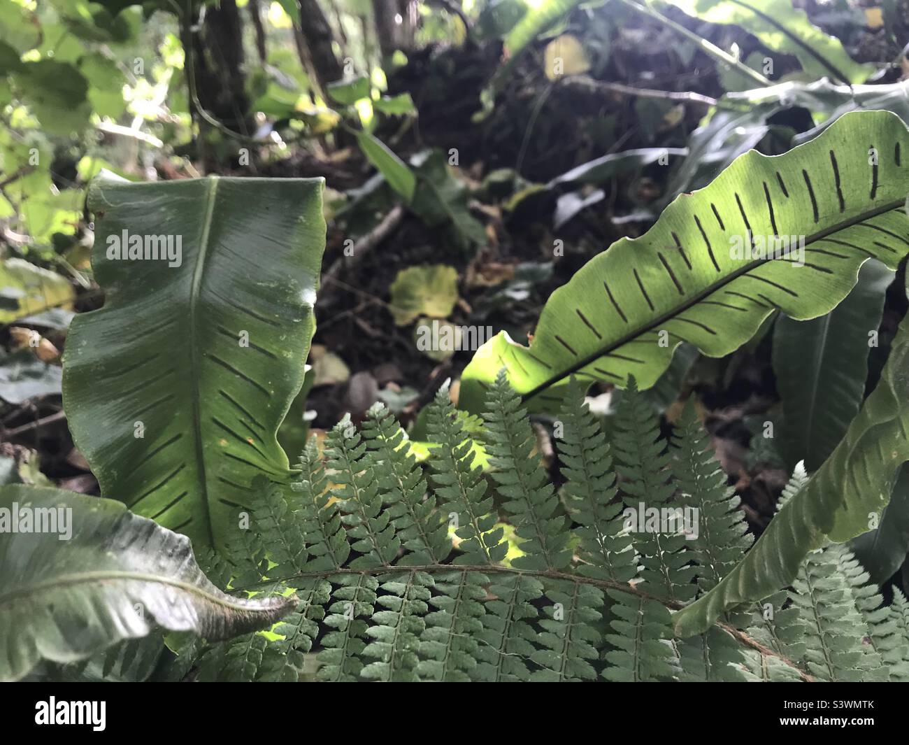 Devon bank flora hi-res stock photography and images - Alamy