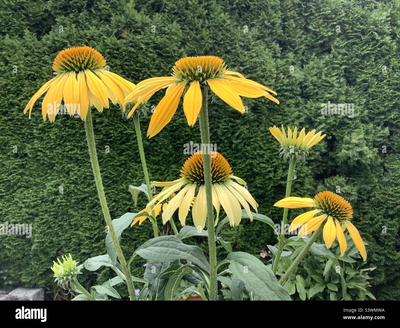 Rudbeckia flower hi-res stock photography and images - Alamy