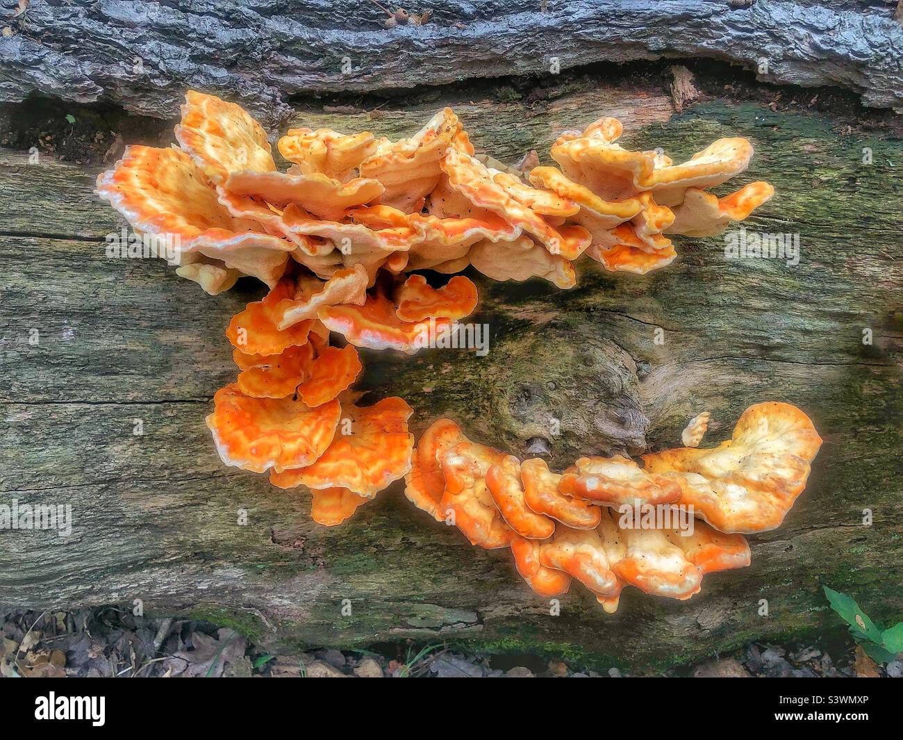 Chicken of the woods (Laetiporus sulphureus) Hampshire Forest. August ...