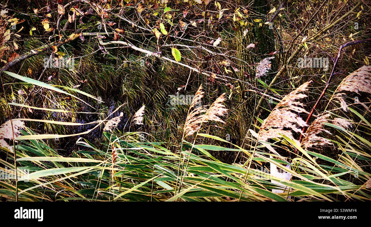 Reeds and grasses hi-res stock photography and images - Alamy