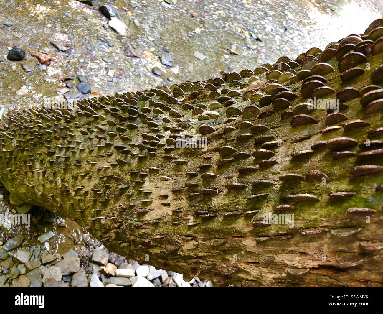 Tree money hi-res stock photography and images - Alamy