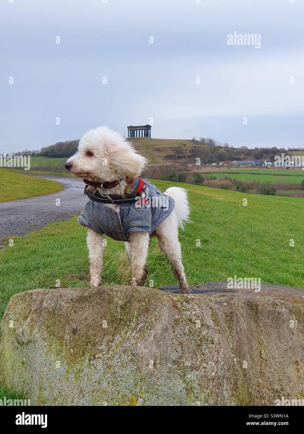 Posing like a dog model Stock Photo - Alamy