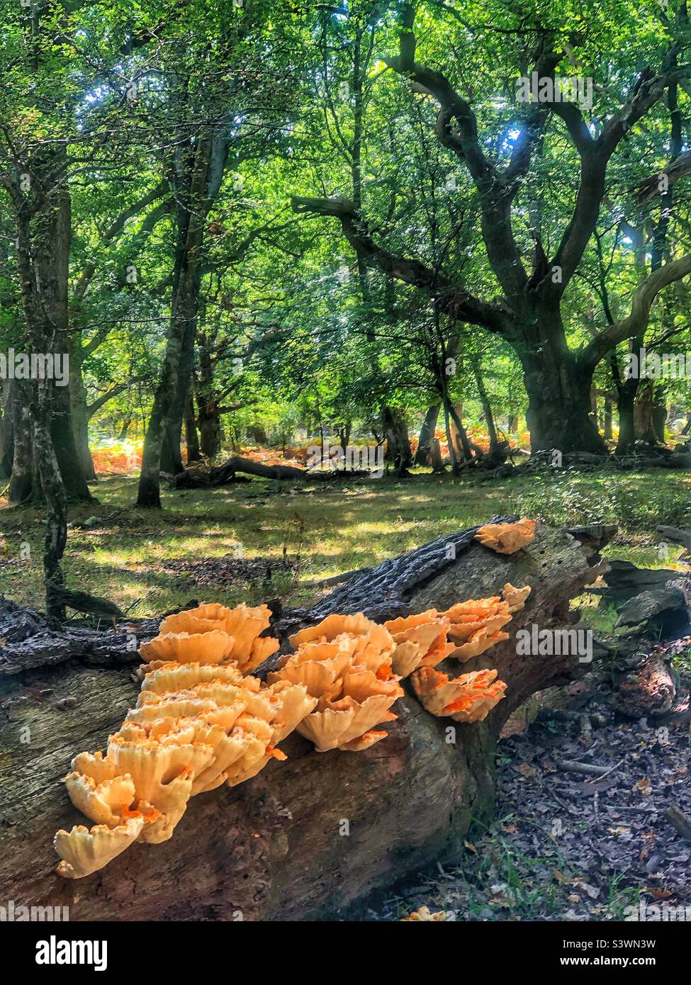 Chicken of the woods (Laetiporus sulphureus) in the New Forest National ...