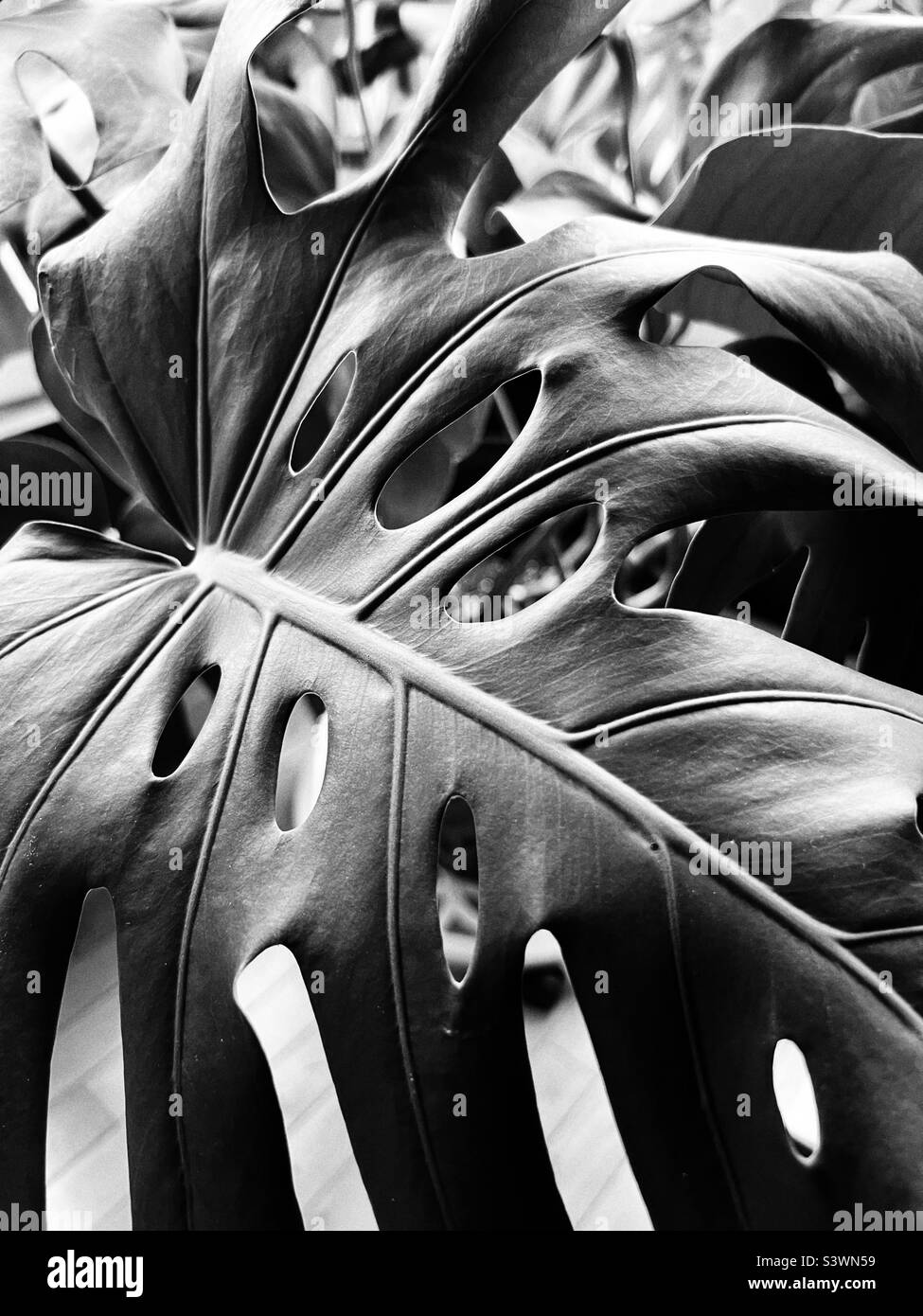 Swiss cheese plants hi-res stock photography and images - Alamy