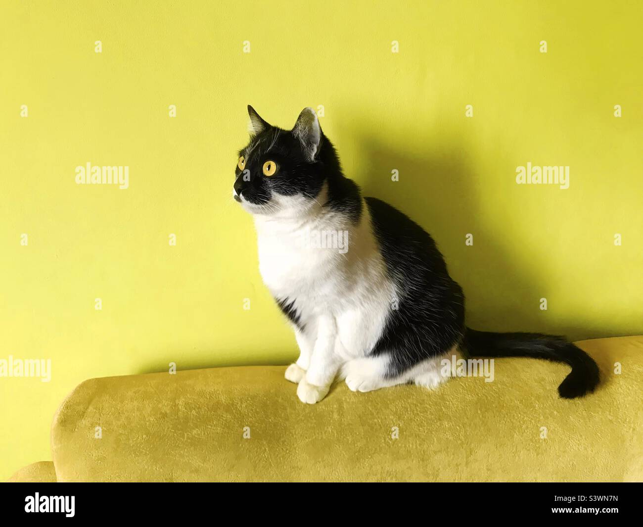 Cute cat with yellow eyes in yellow home interior Stock Photo - Alamy