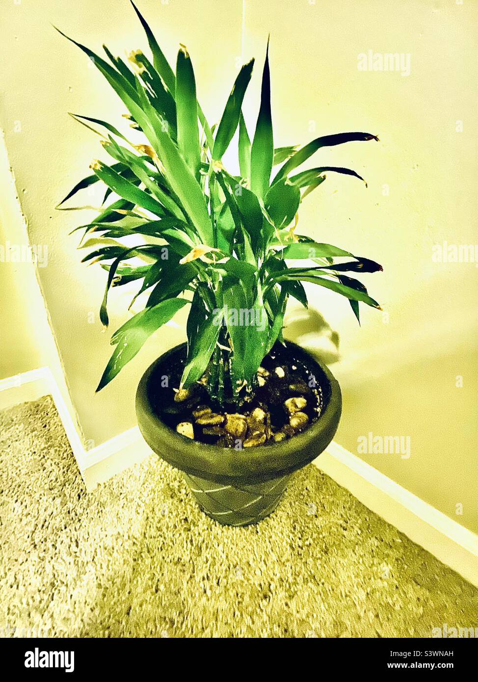 Plant room hi-res stock photography and images - Alamy