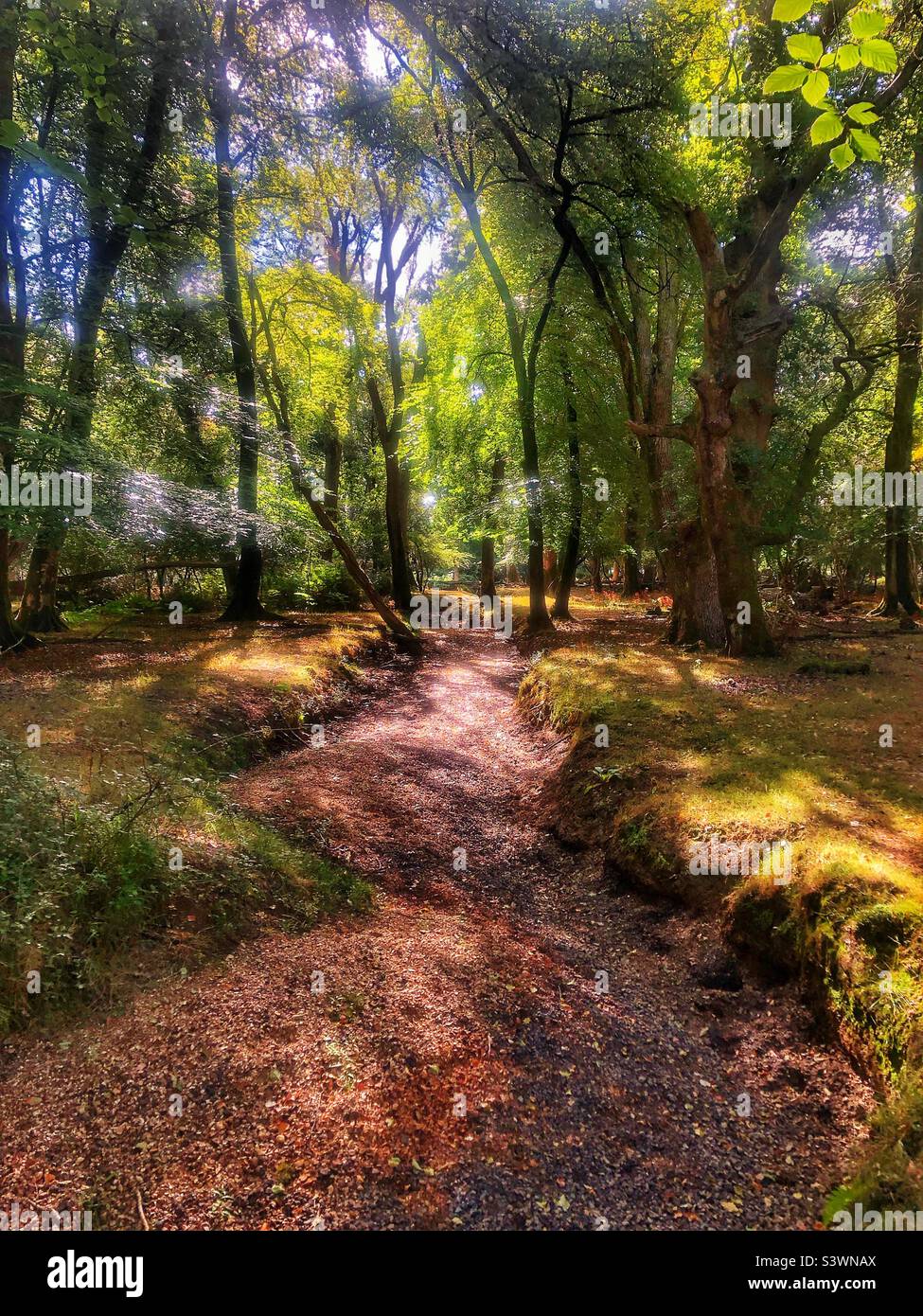Highland Water stream dried up in a drought in the New Forest National ...