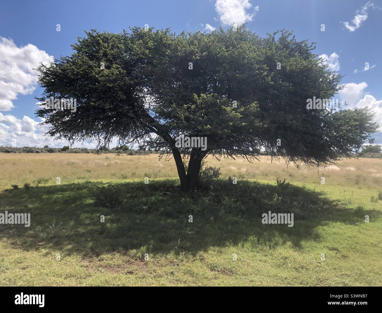 Thorn grass hi-res stock photography and images - Alamy