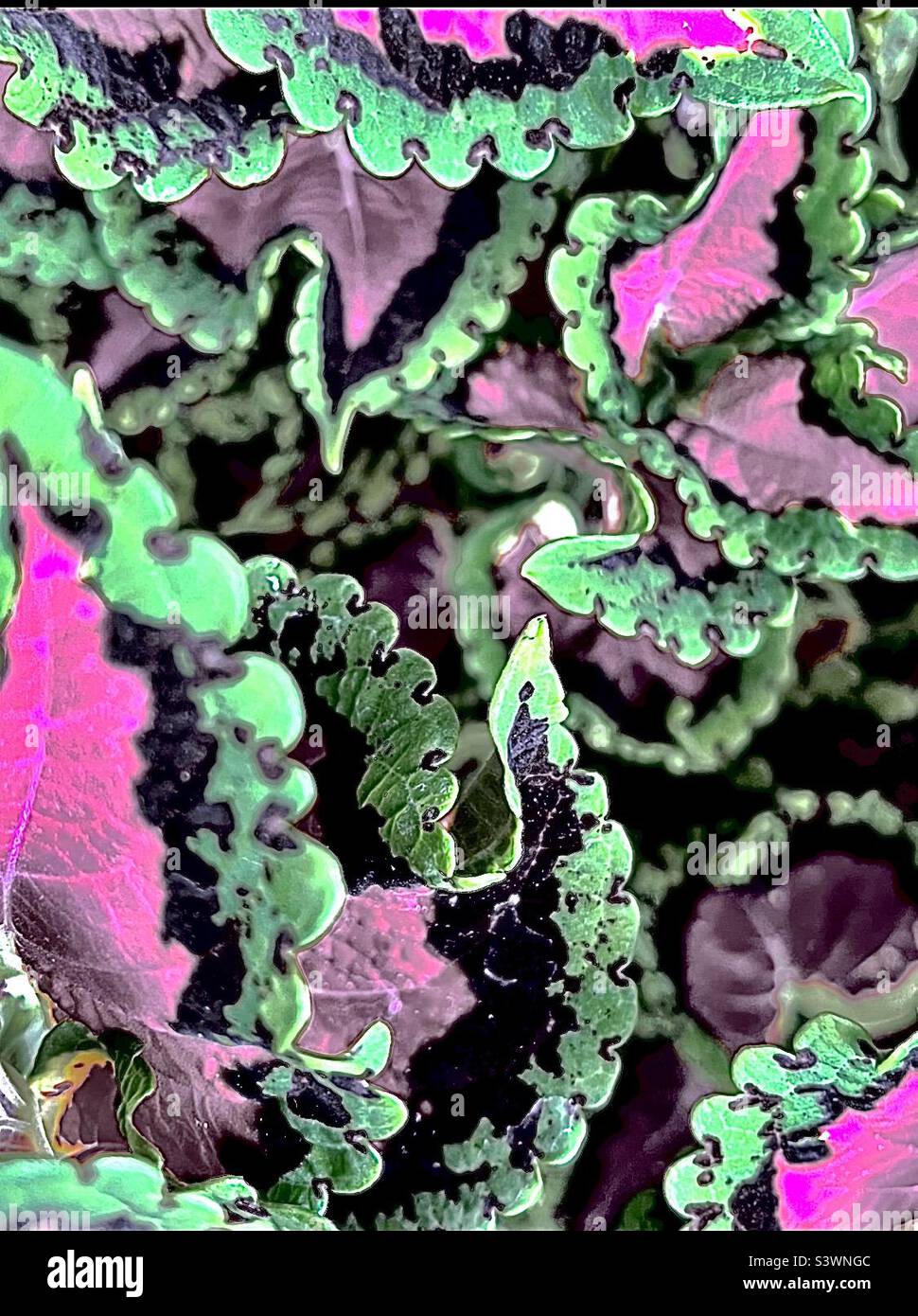 Plant study hi-res stock photography and images - Alamy
