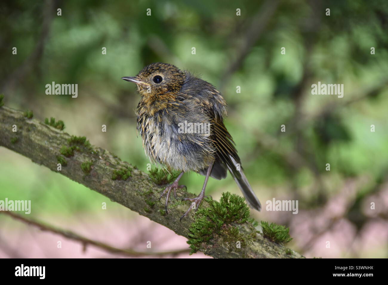 A small brown Bird from side view. The sparrow is sitting on a branch ...