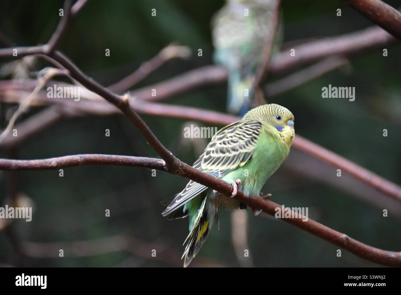 Budgie free to fly hi-res stock photography and images - Alamy