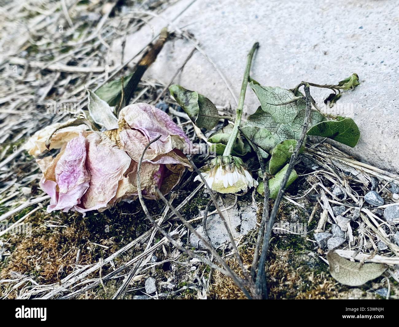 Death and decay hi-res stock photography and images - Alamy