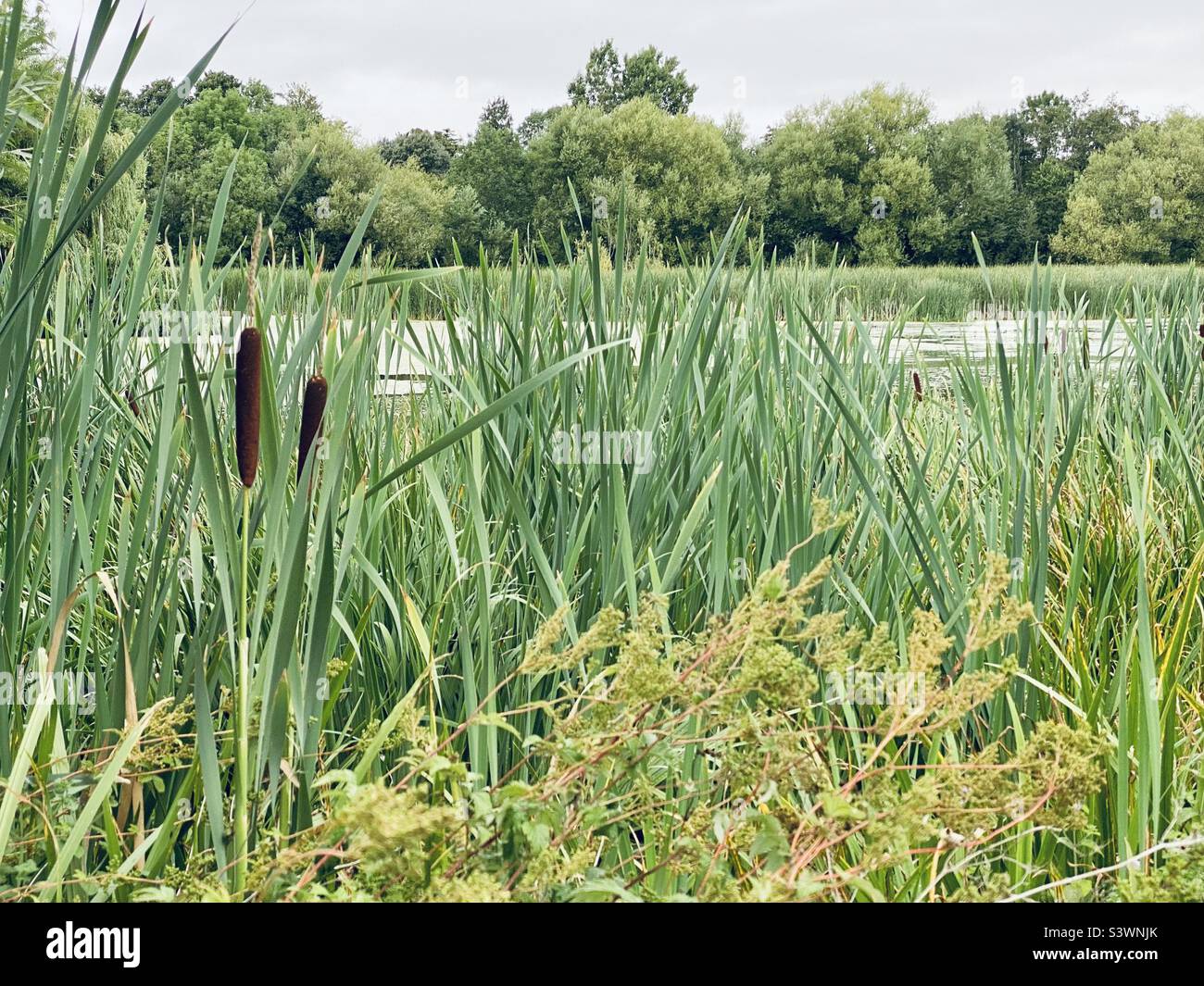 Bulrushes reeds lake hi-res stock photography and images - Alamy