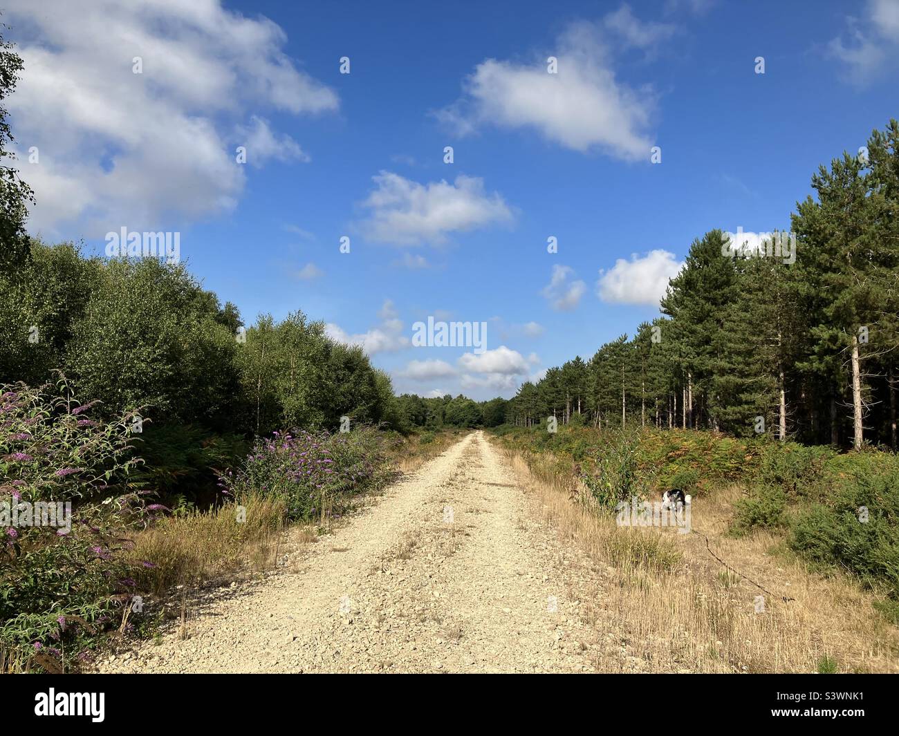 Forest walk hi-res stock photography and images - Alamy