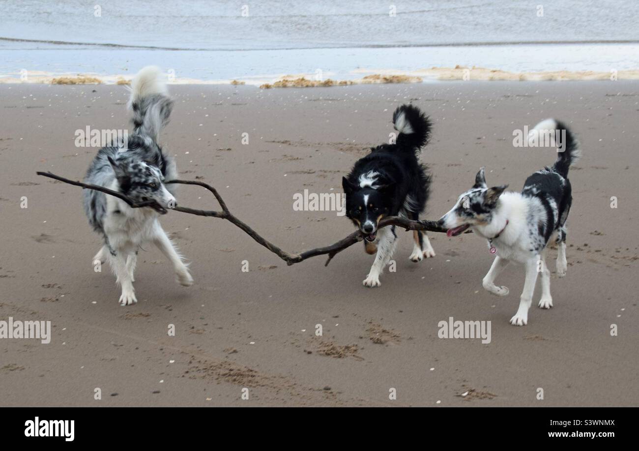 3 border collies hi-res stock photography and images - Alamy