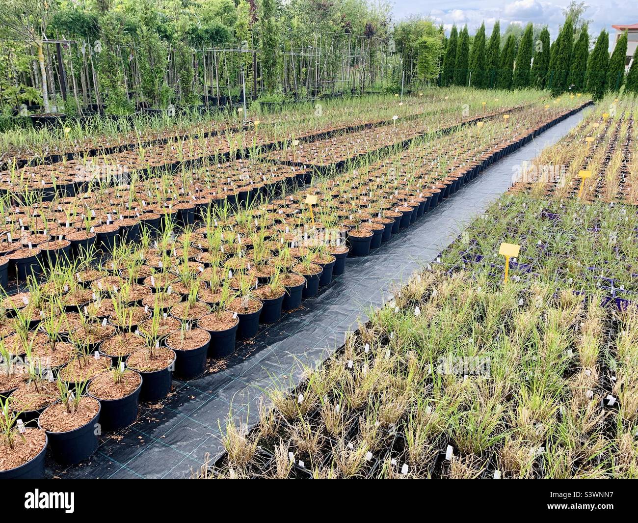 Plants for sale at plant nursery Stock Photo - Alamy