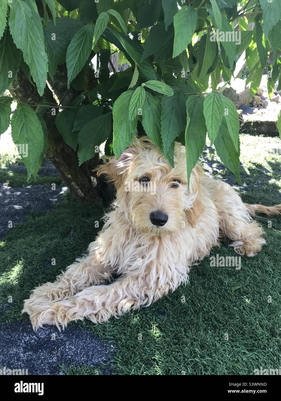 Puppy under a tree hi-res stock photography and images - Alamy