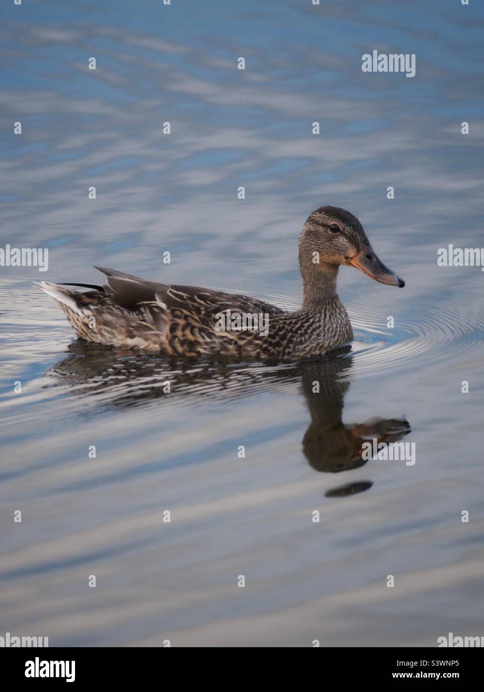 Duck on lake Stock Photo - Alamy