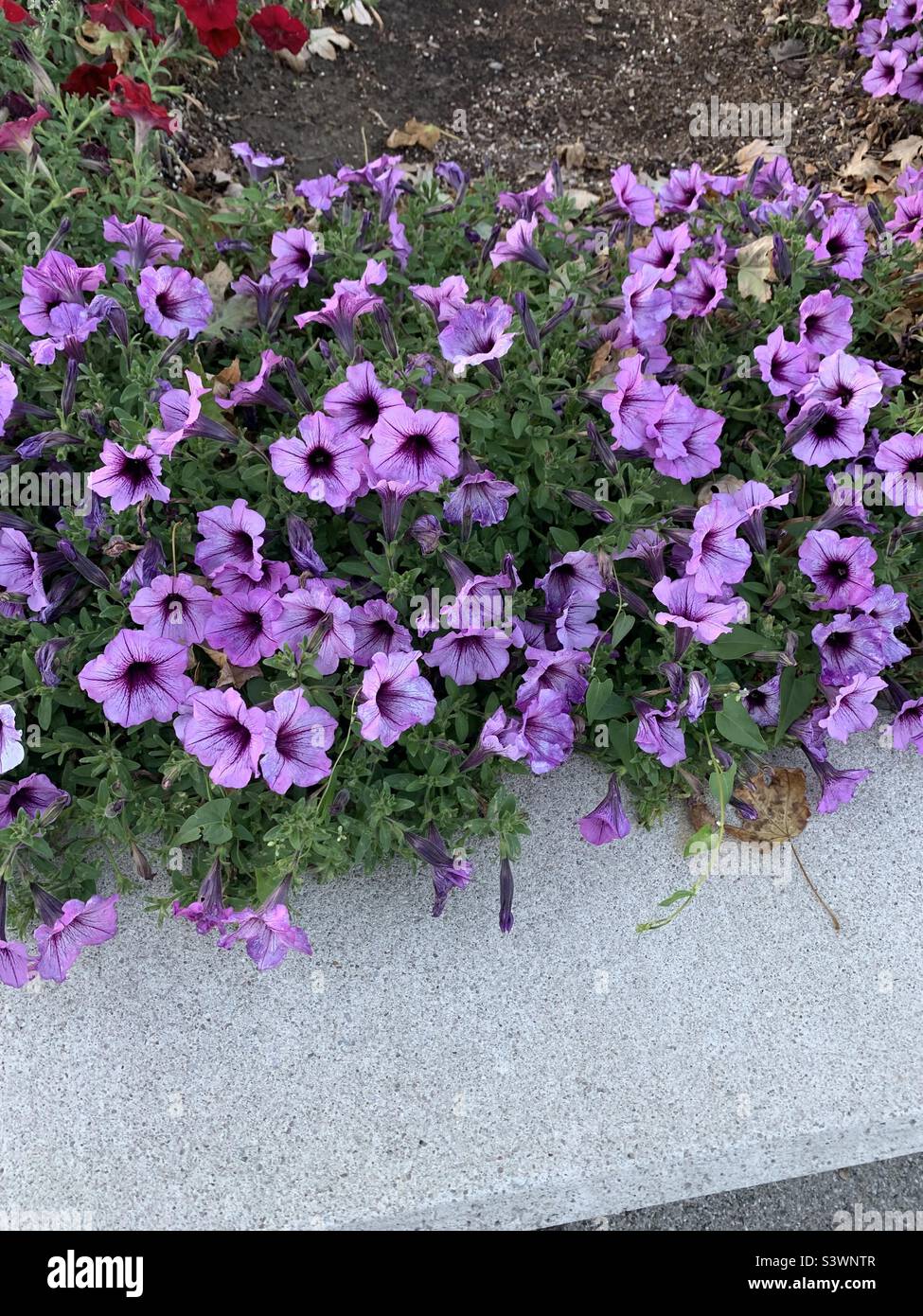 Lavender Purple Flowers For Sale at Joseph Heil blog