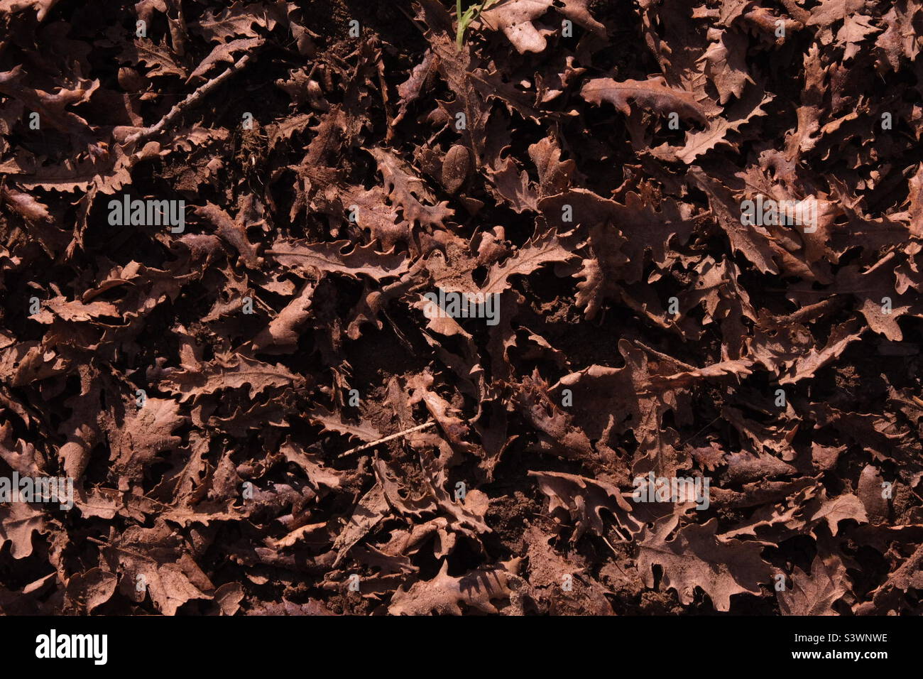 Fogliesecche hi-res stock photography and images - Alamy