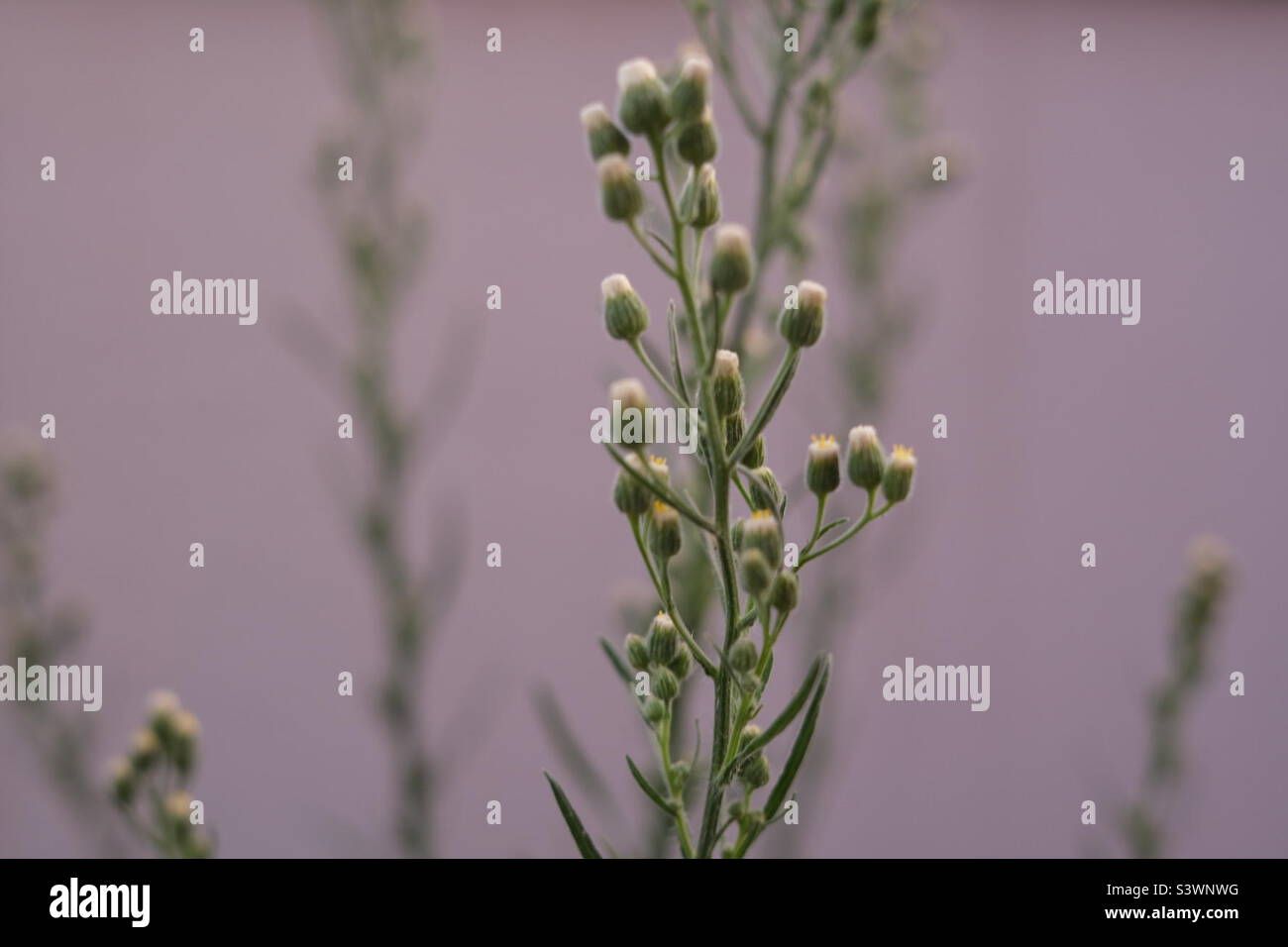 Piante pianta fiore hi-res stock photography and images - Alamy
