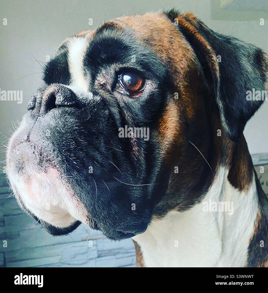 Mydog hi-res stock photography and images - Alamy