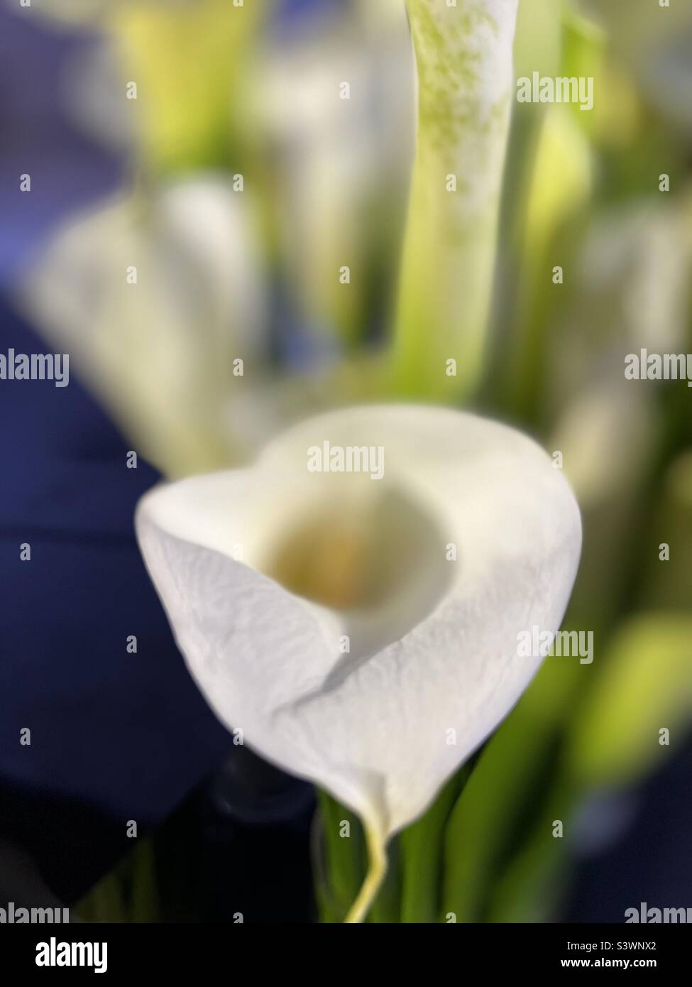 Planta de retrato hi-res stock photography and images - Alamy