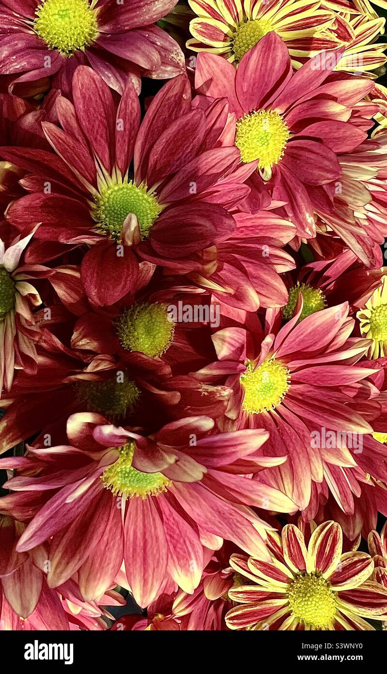 Two toned hi-res stock photography and images - Alamy