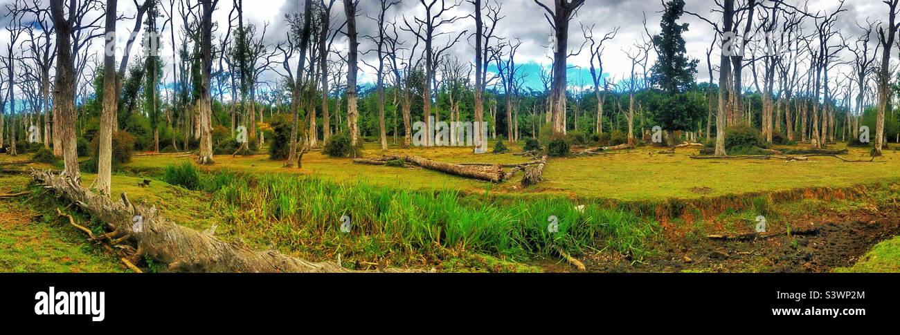Dead oak forest and dried up Highland Water stream during a summer ...