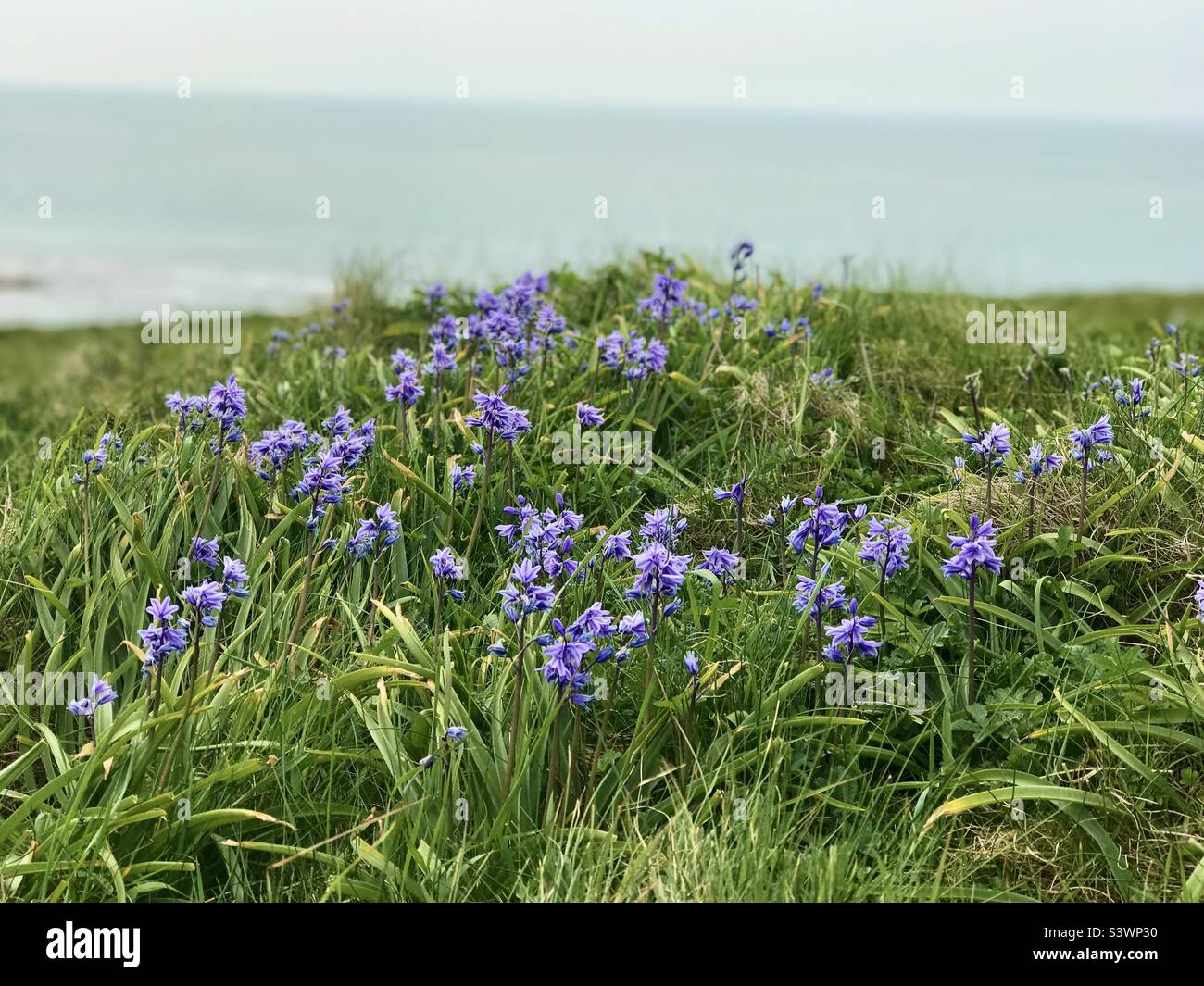 Bluebells, on Seven Sisters cliffs, near Birling Gap, in Sussex Stock ...
