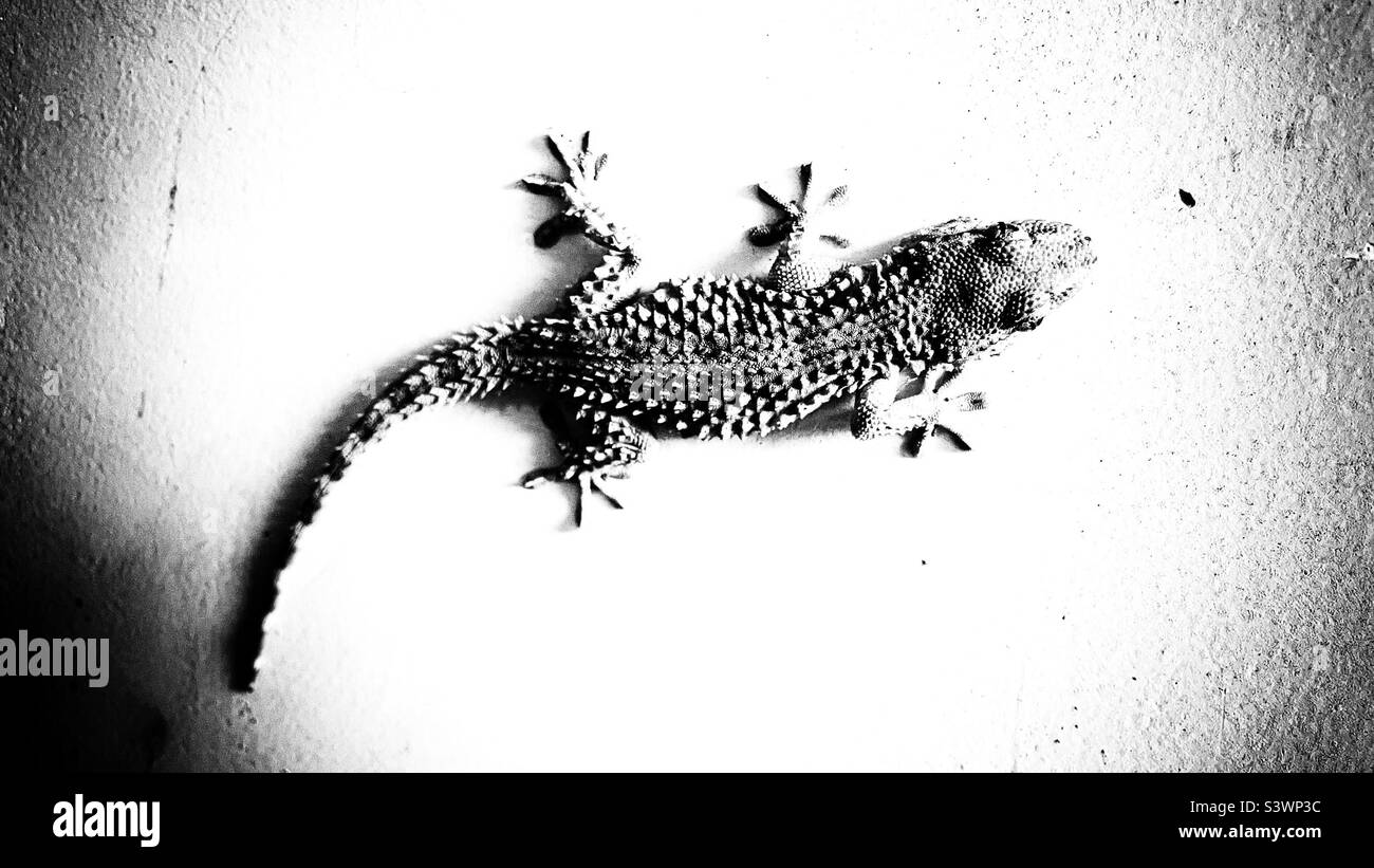 Geco on the wall hi-res stock photography and images - Alamy