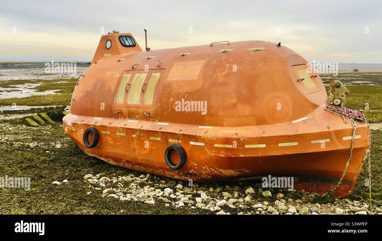 Sea life on the shore hi-res stock photography and images - Alamy