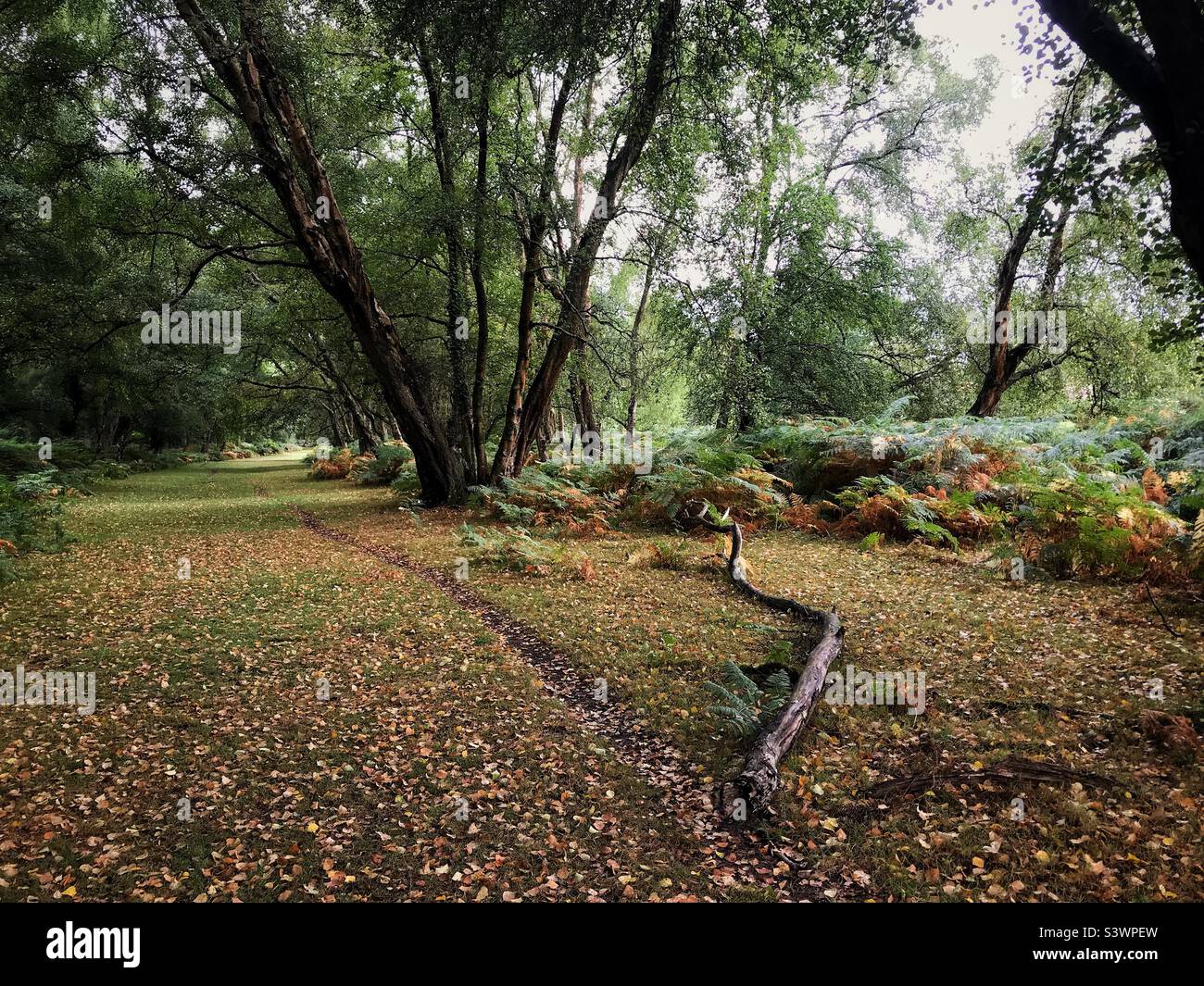 New forest autumn 2022 hi-res stock photography and images - Alamy