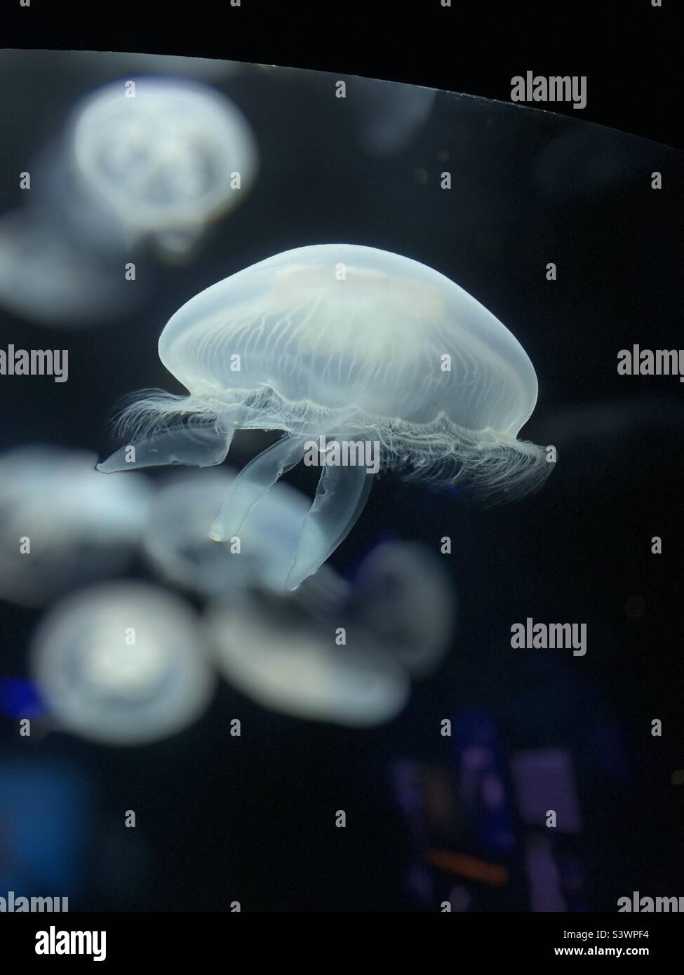 Translucent jellyfish hi-res stock photography and images - Alamy