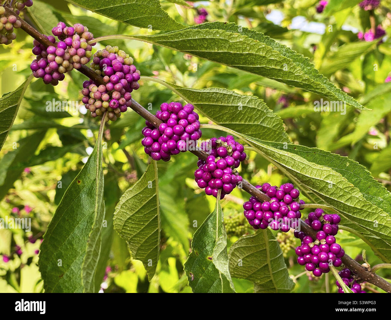 American beautyberry hi-res stock photography and images - Alamy