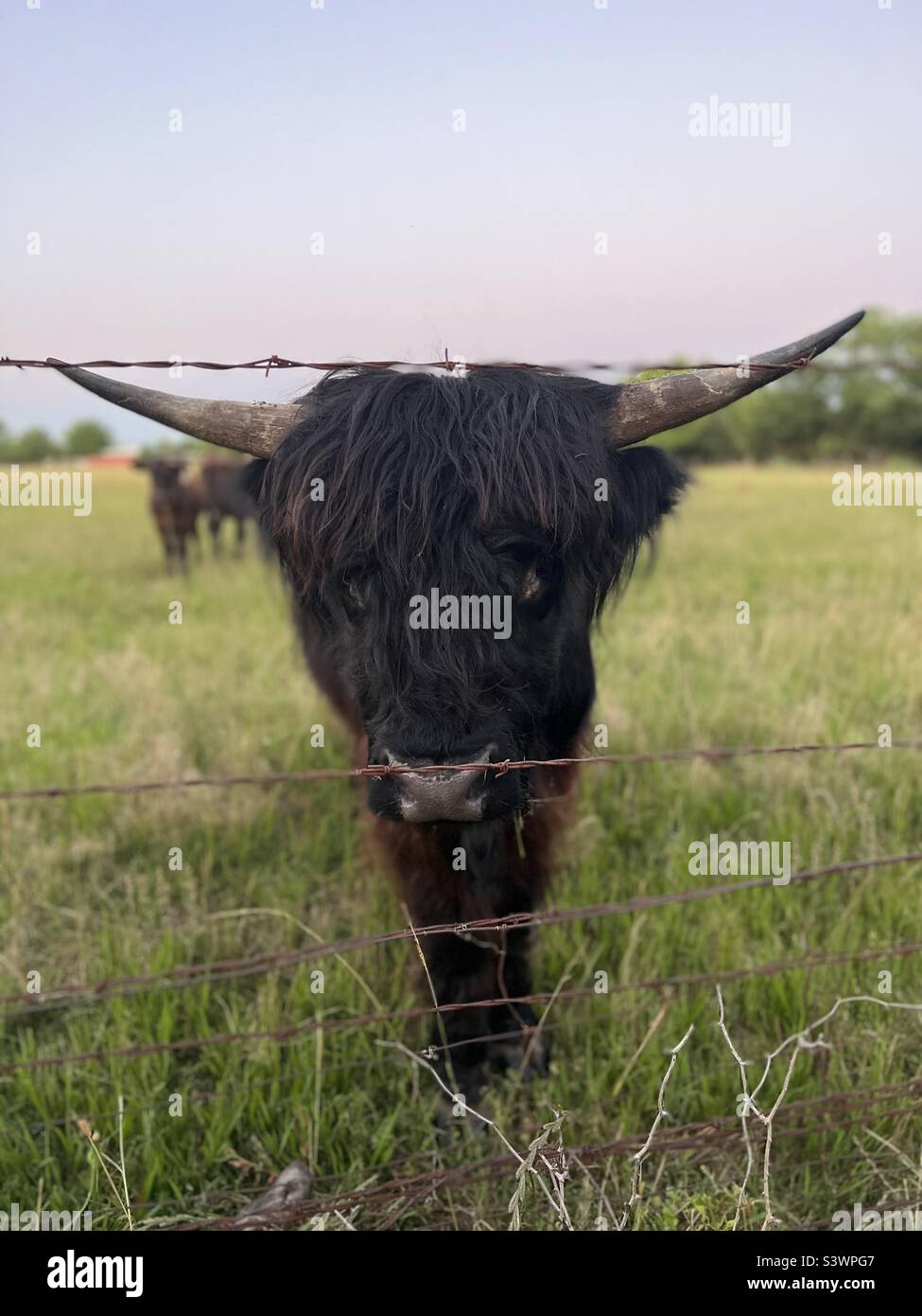 Highland cow and bull hi-res stock photography and images - Alamy