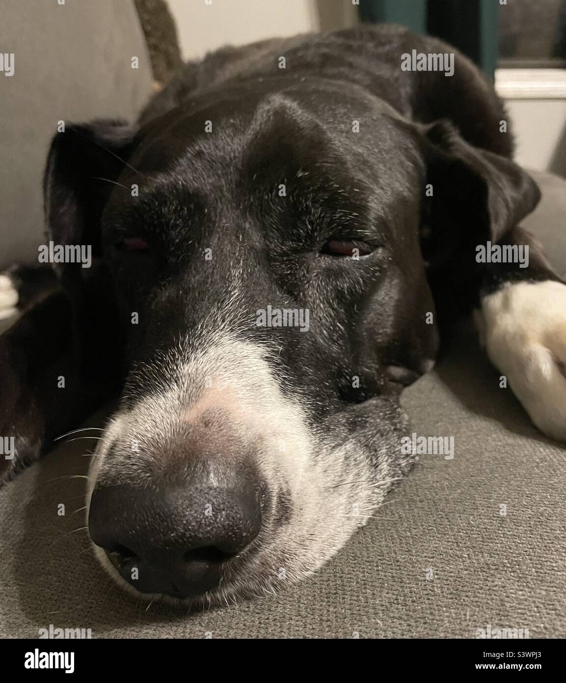 Peaceful dog hi-res stock photography and images - Alamy