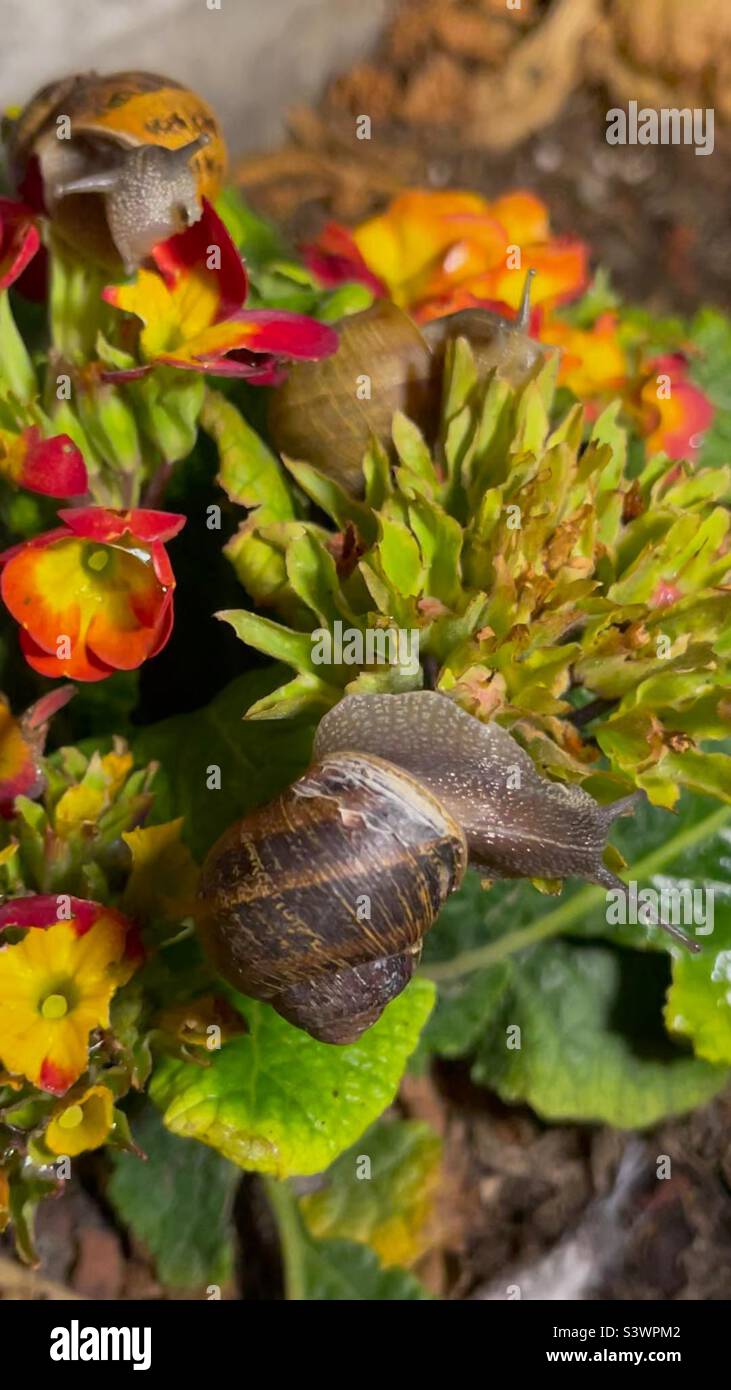 Snails and flowers hi-res stock photography and images - Alamy