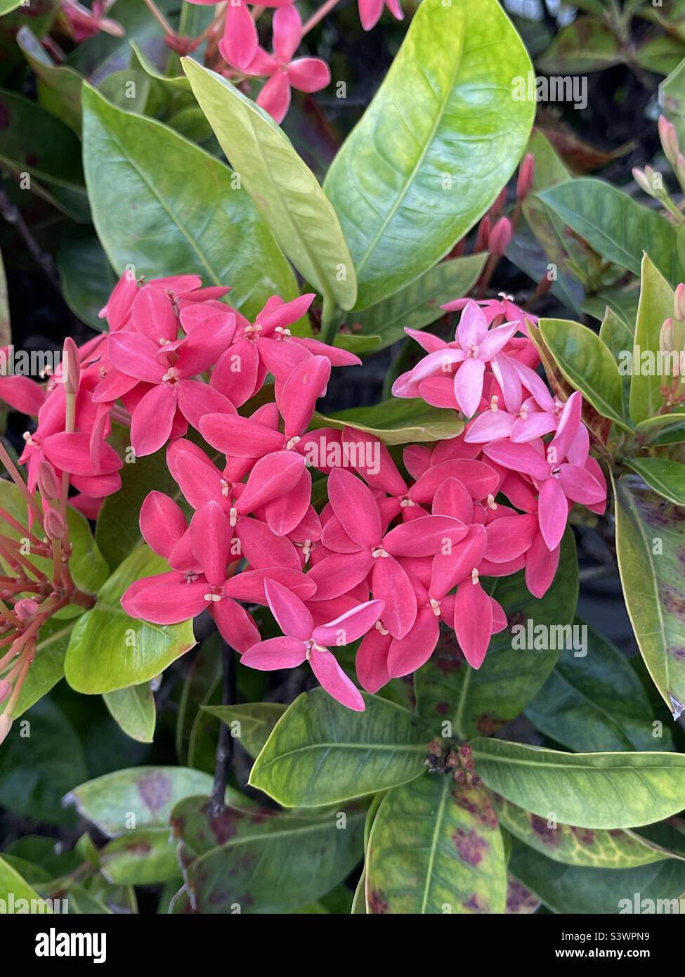 Pink botanical hi-res stock photography and images - Alamy