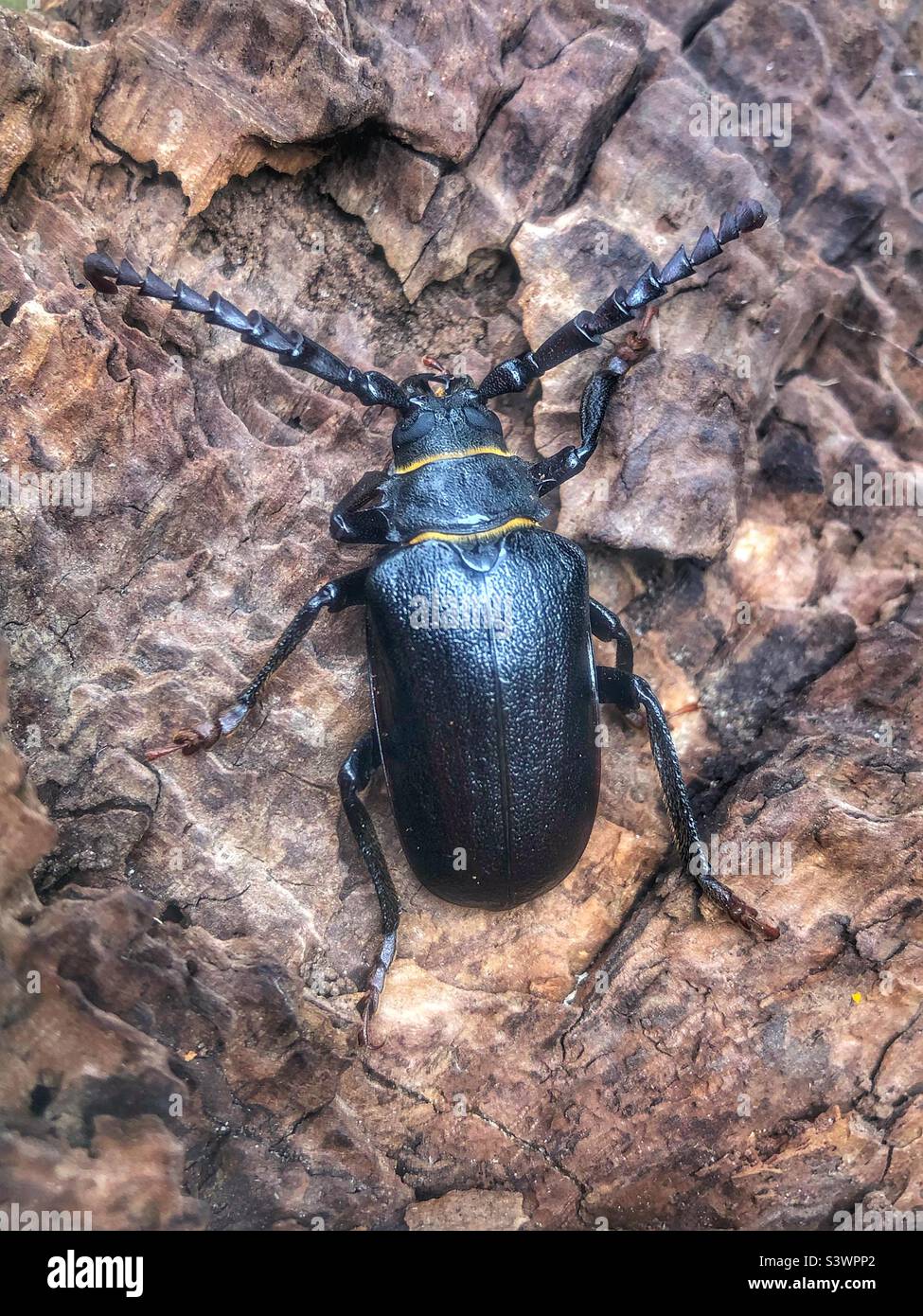 Broad Necked Root Borer Beetle Prionus Laticollis Male Longhorn Beetle Which Is The Only