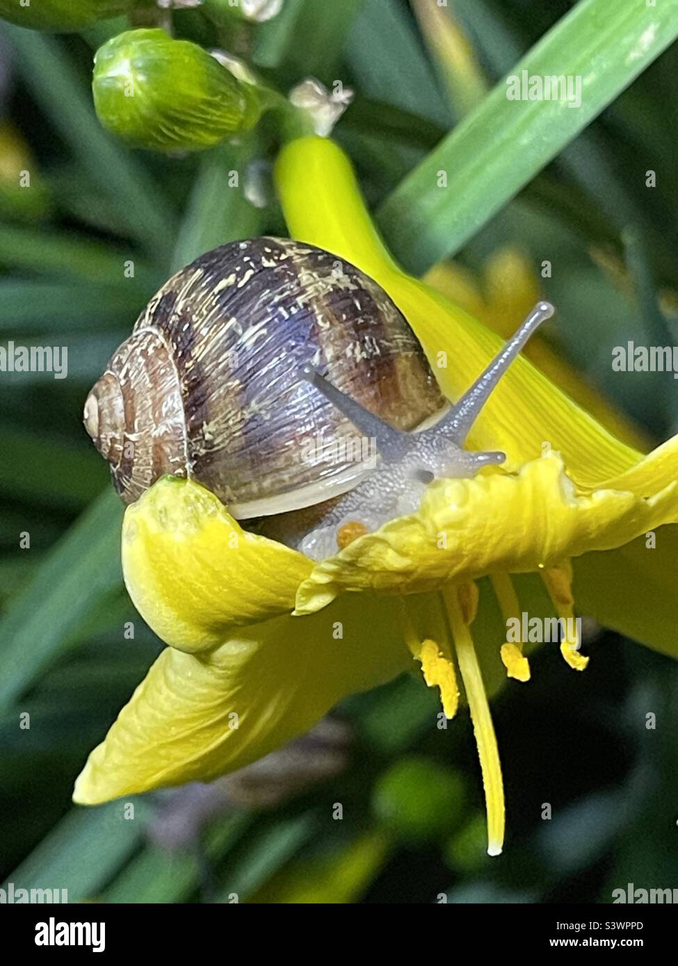 Flower facing camera hi-res stock photography and images - Alamy